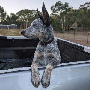 Million Paws Walk - Emily Semple