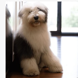 Million Paws Walk - Sharon Mathieson