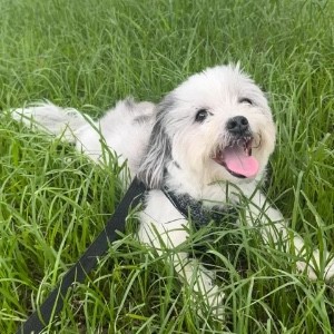 Million Paws Walk - Elizabeth Burger