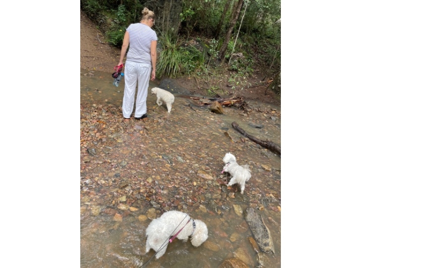 Million Paws Walk - Helen Brodie